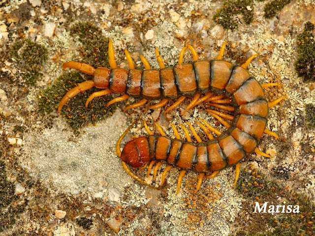 Miradas Cantábricas: Escolopendra (Scolopendra cingulata)