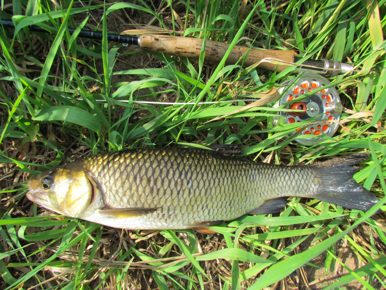 finesse fishing: Chub On The Fly