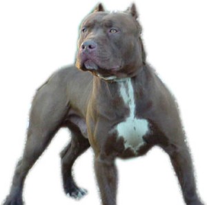 Pit Bulls: How To Make Strong Pit Bull