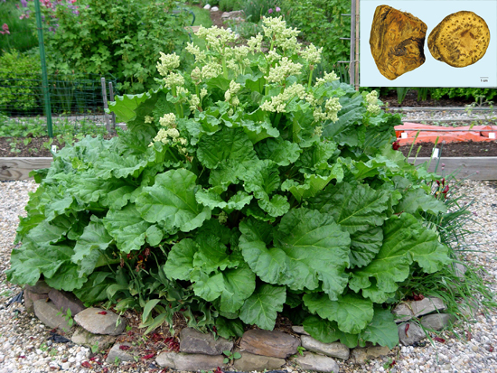 Rhubarb (Dahuang)-Rheum palmatum-Rheum officinale-Rheum tanguticum ...