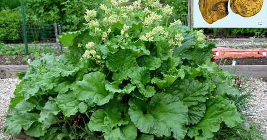 Rhubarb (Dahuang)-Rheum palmatum-Rheum officinale-Rheum tanguticum ...