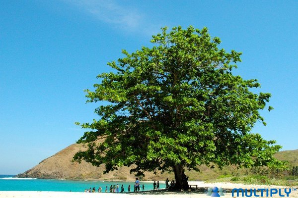 flora-fauna Indonesia: POHON KEBEN