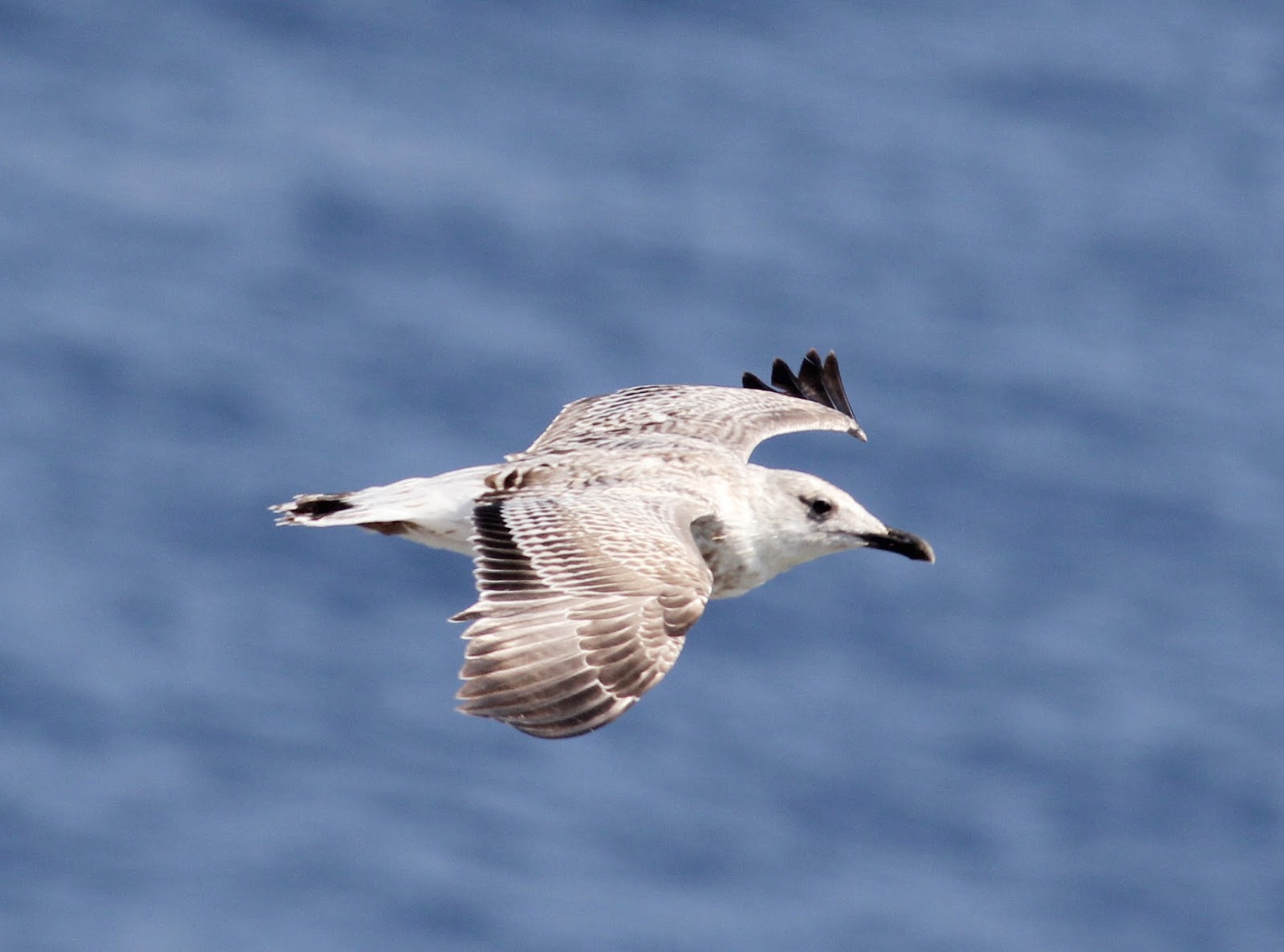 Another Bird Blog: A Little Fluke And Greek Delight
