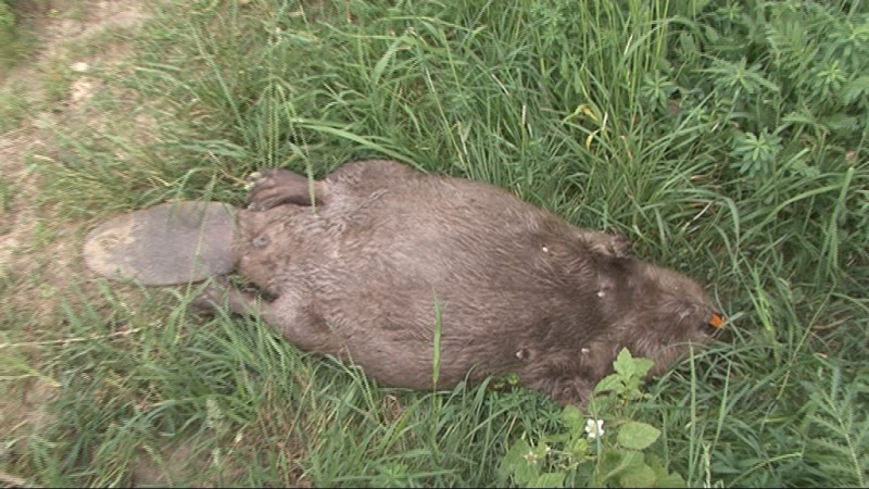 Castor Fiber: Bever eindelijk opgezet