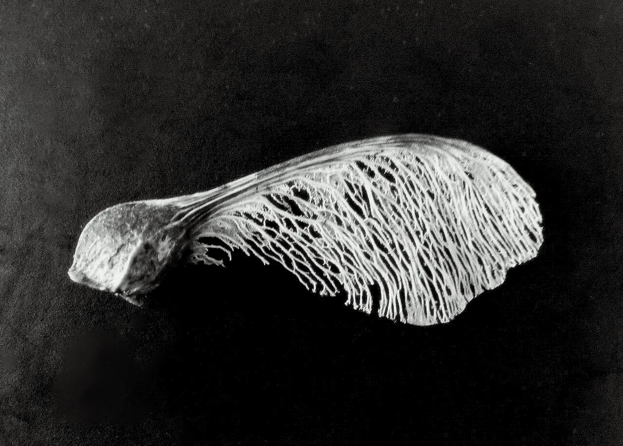 Largo Baywatch: A Weathered Sycamore Seed