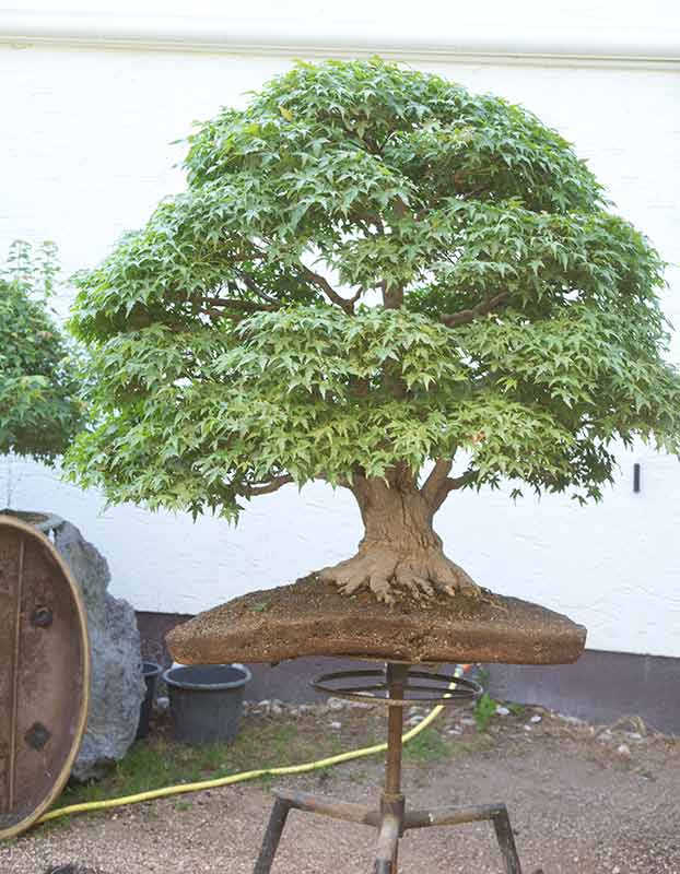 Walter Pall Bonsai Adventures: Repotting of the big maple