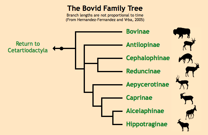 AUSTRALIAN FANTASY ADVENTURES