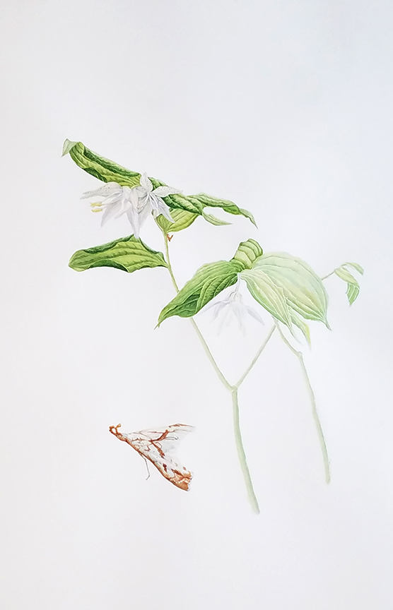 Maza Studio: The Spotted Mandarin