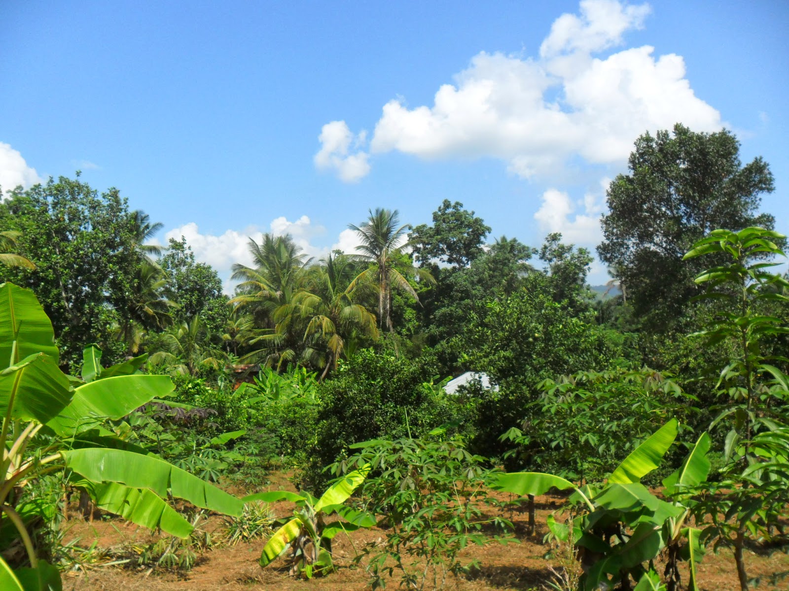 Banzi wa Moro: Matombo maarufu kwa mazao ya tropiki
