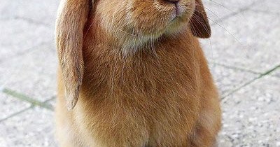 L'expression: Poser un lapin