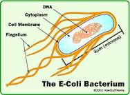 APA ITU E-COLI ~ Halal Mart