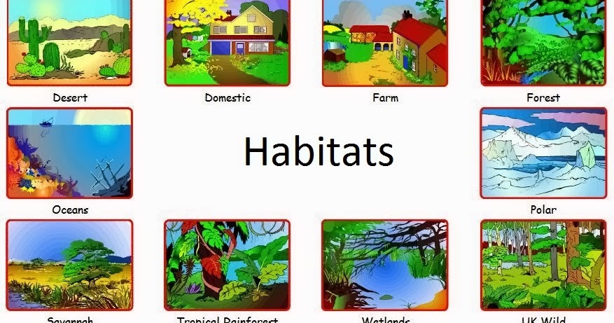 Where Do Plants And Animals Live?: Habitats