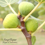Angelique Fig - Var Tin