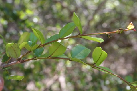 Papo Vives Sacerdote del Bosque: Plantas de Puerto Rico Fotos de Amigos