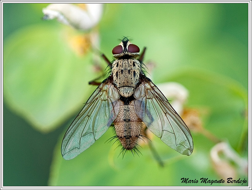 PERDIDO EN EL AMAZONAS: Dexia rustica