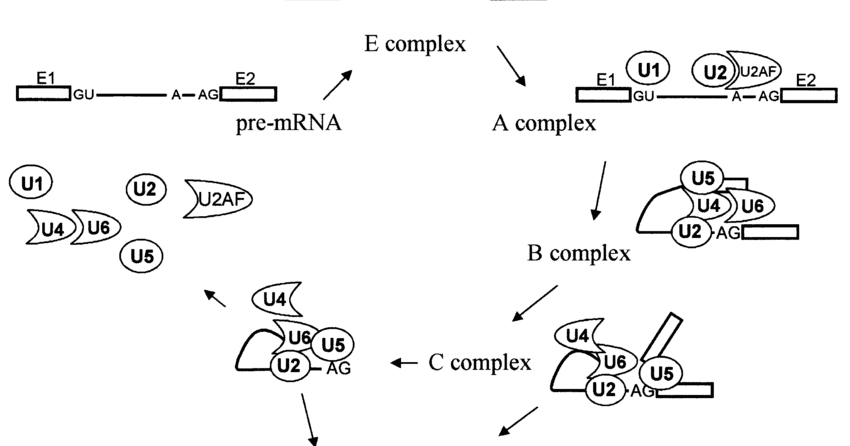 RNA SPLICING
