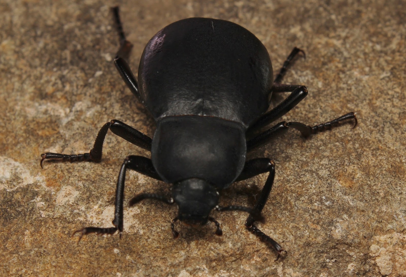 Biodiversity of Cyprus by NGO Protection of the Natural Heritage and ...