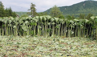 talk-hokkaido: How to cook the spring 1: Petasites japonicus "Fuki".