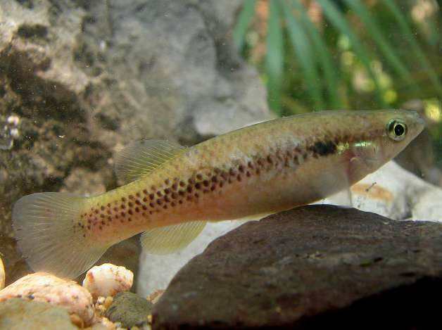 El popoyote de San Cristóbal (Profundulus hildebrandi)