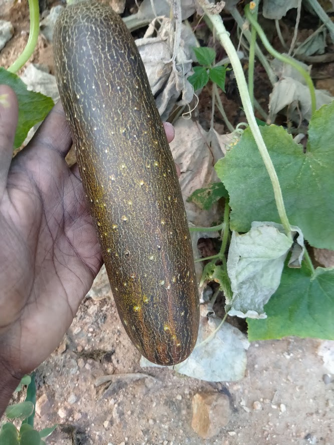 How to grow poona kheera cucumber ~ ABCD farming