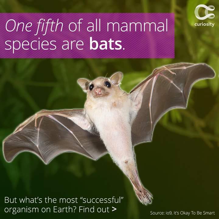 Animals and Kids World: Bat Is A Heraldic Symbol Of Spain