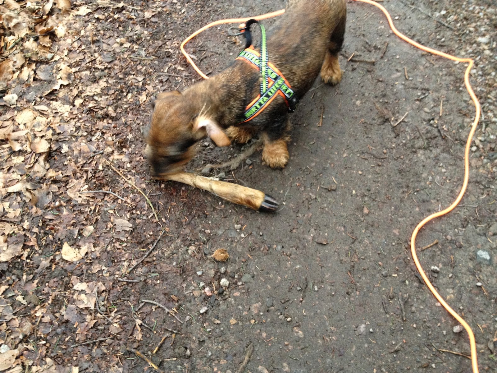 WireHaired Dackels: hunting teckel