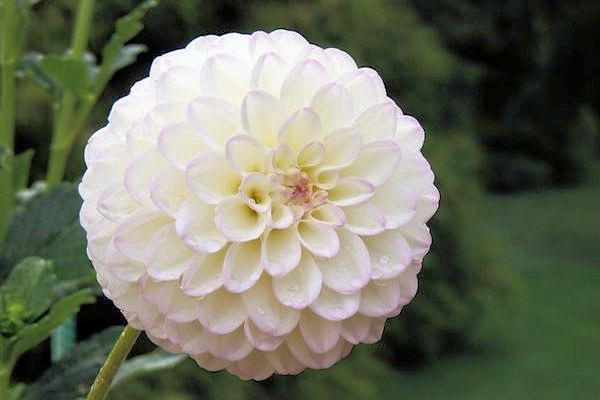 A GUIDE TO NORTHEASTERN GARDENING: This Month in the Garden: Plant ...