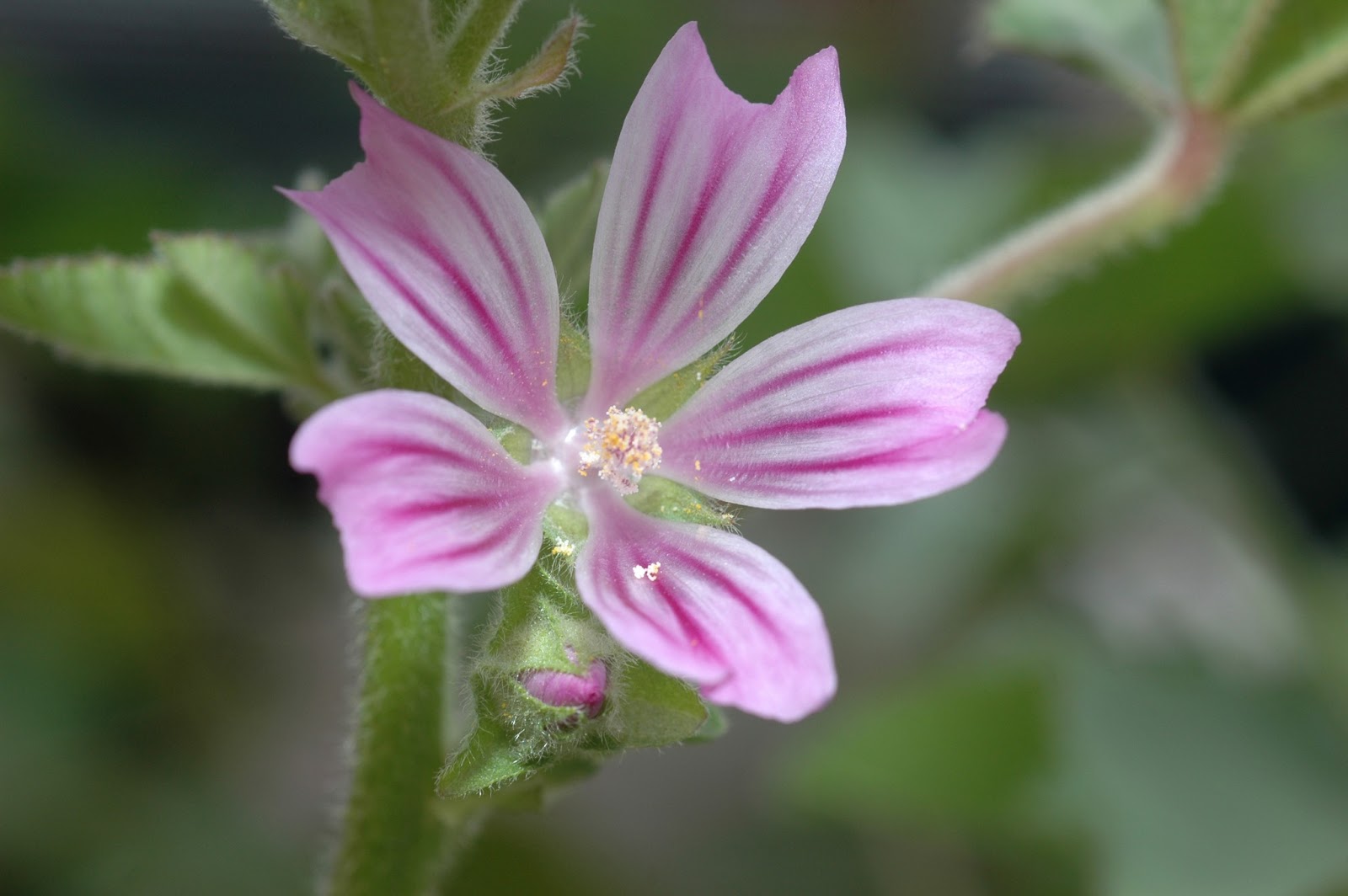 Maltese Nature: The mallow family