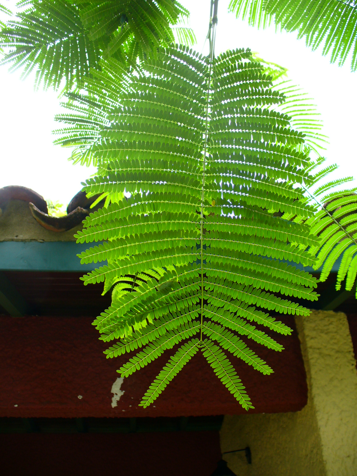 ARBORETUM: MAYO 2016 (Acacia roja)