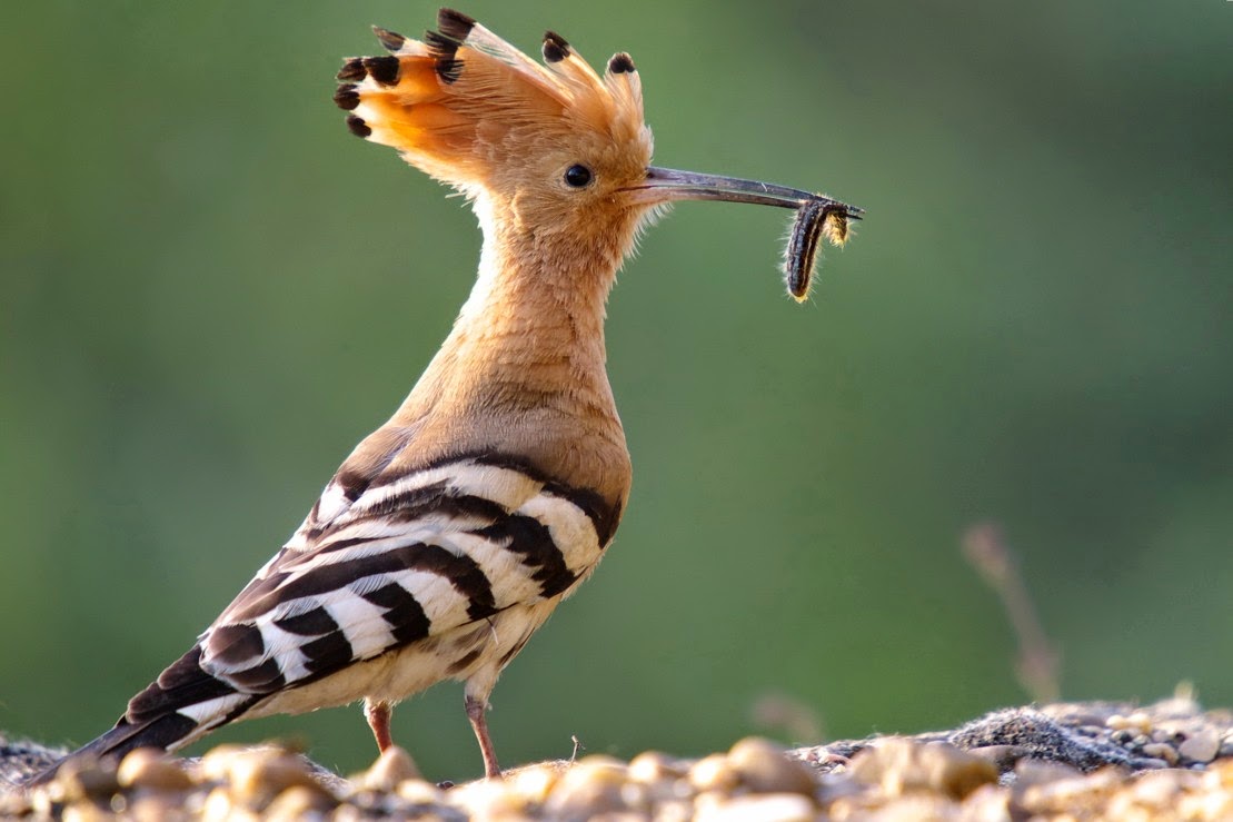 La Rioja Natural: Abubilla