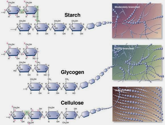 Polysaccharides What Are Polysaccharides And Its Classify