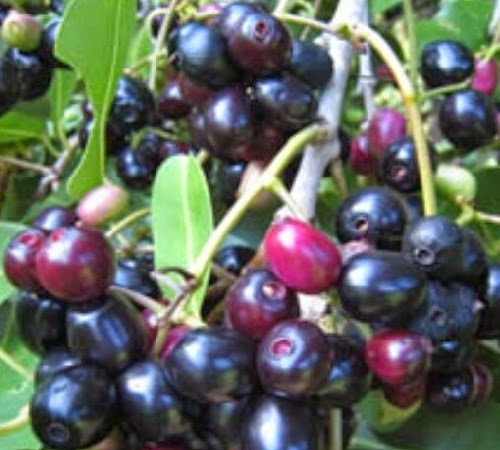 Manfaat Buah Jamblang Dan Cara Membuat Ramuan Herbal - Obat Alami