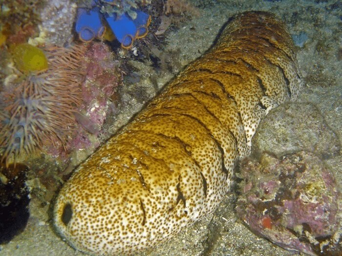 Penyebab, Gejala Dan Pengobatan Muntaber - Artikel Obat Herbal QnC ...