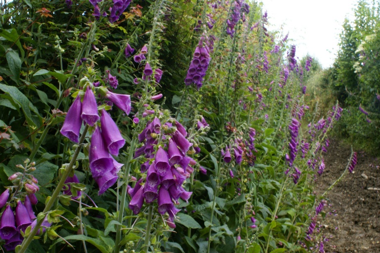 A Green and Rosie Life: How the foxglove got its name