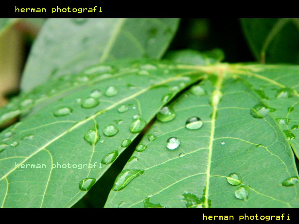herman-photografi: TETESAM EMBUN PAGI....
