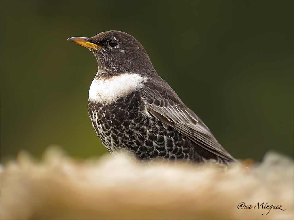 NATURANAFOTOS: Mirlo capiblanco