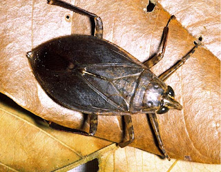 Water Bug - Insects Morphology