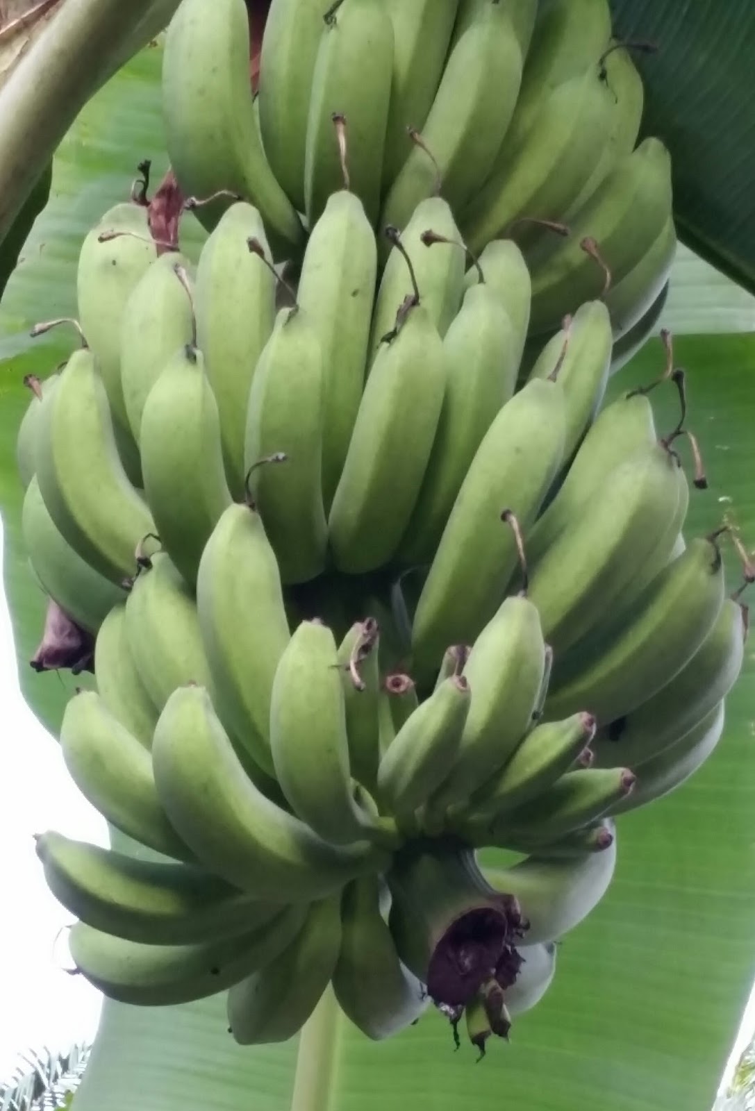 Buah Pisang Raja