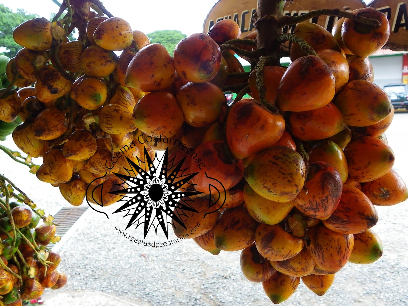 Cocina Costarricense: chicha de pejibaye