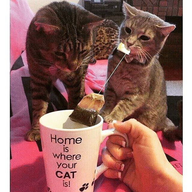 Home is where your cat you brew tea - Funny cats