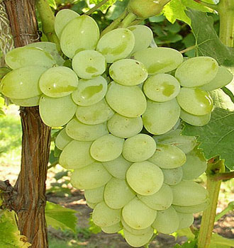 HEALTH, PERSONALITY AND LIFESTYLE: Benefits of Grapes