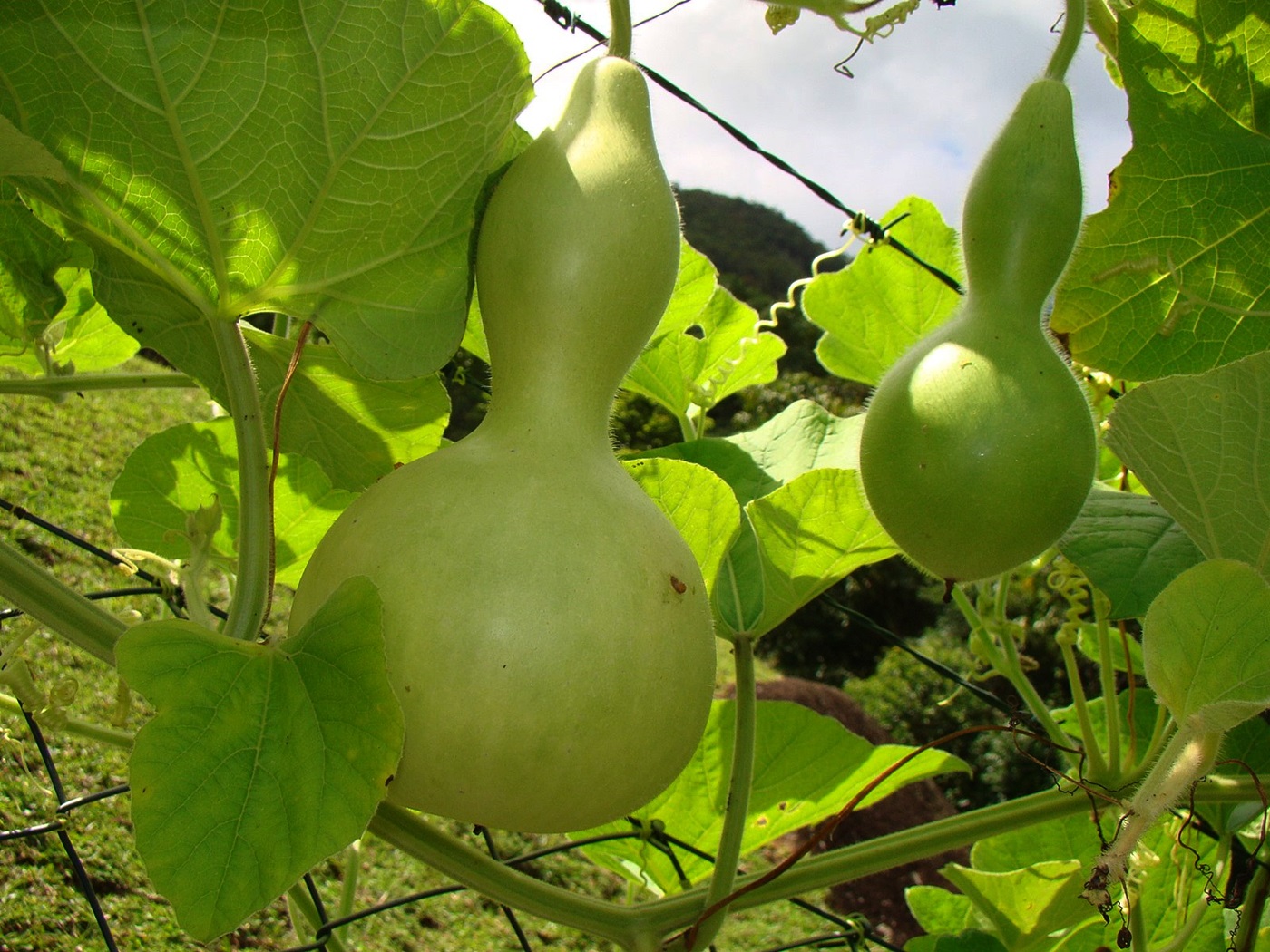 Blog do Edu Ambiental: Cabaça