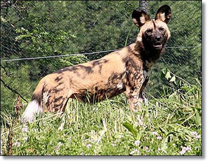 The Pet Tree House - Where Pets Are Family Too : Young Boy Killed by ...