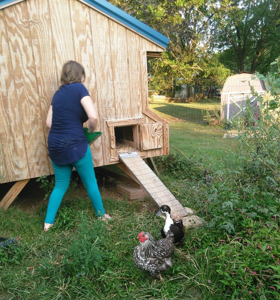 What is FFA? Future Farmers of America_ Get Involved - Adventures of ...