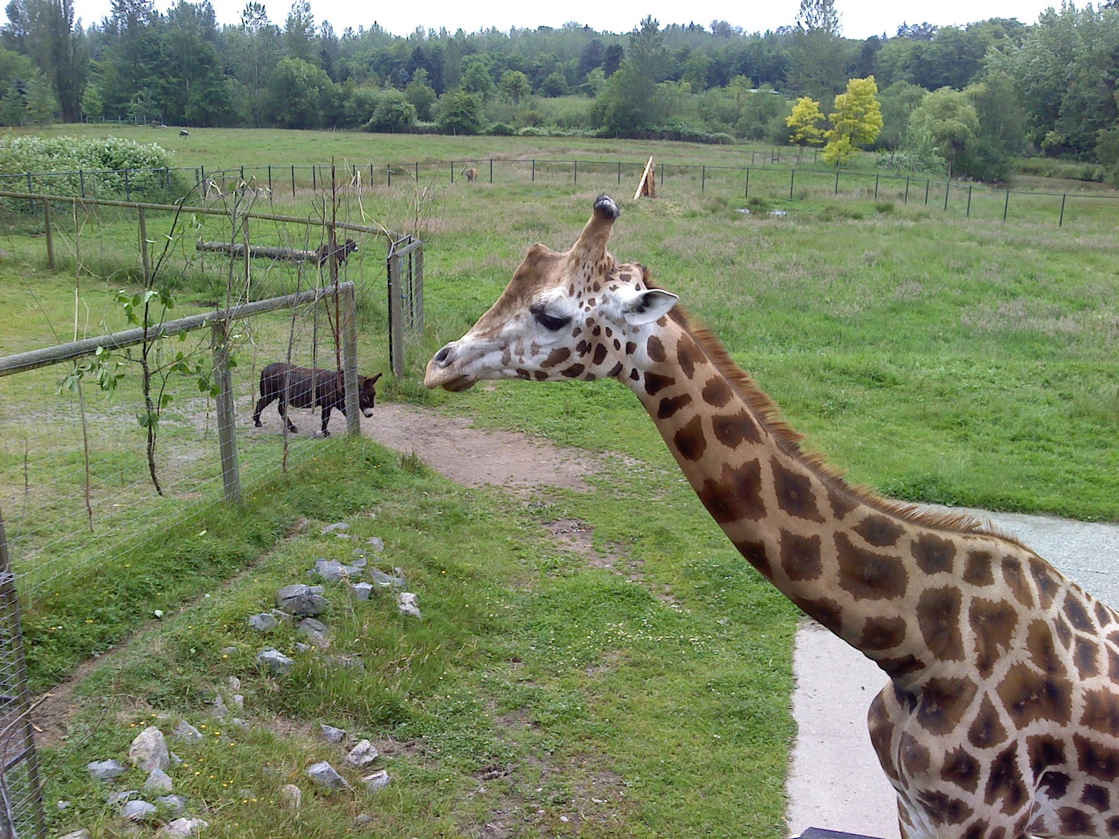 Essay-eh: Giraffe and donkey