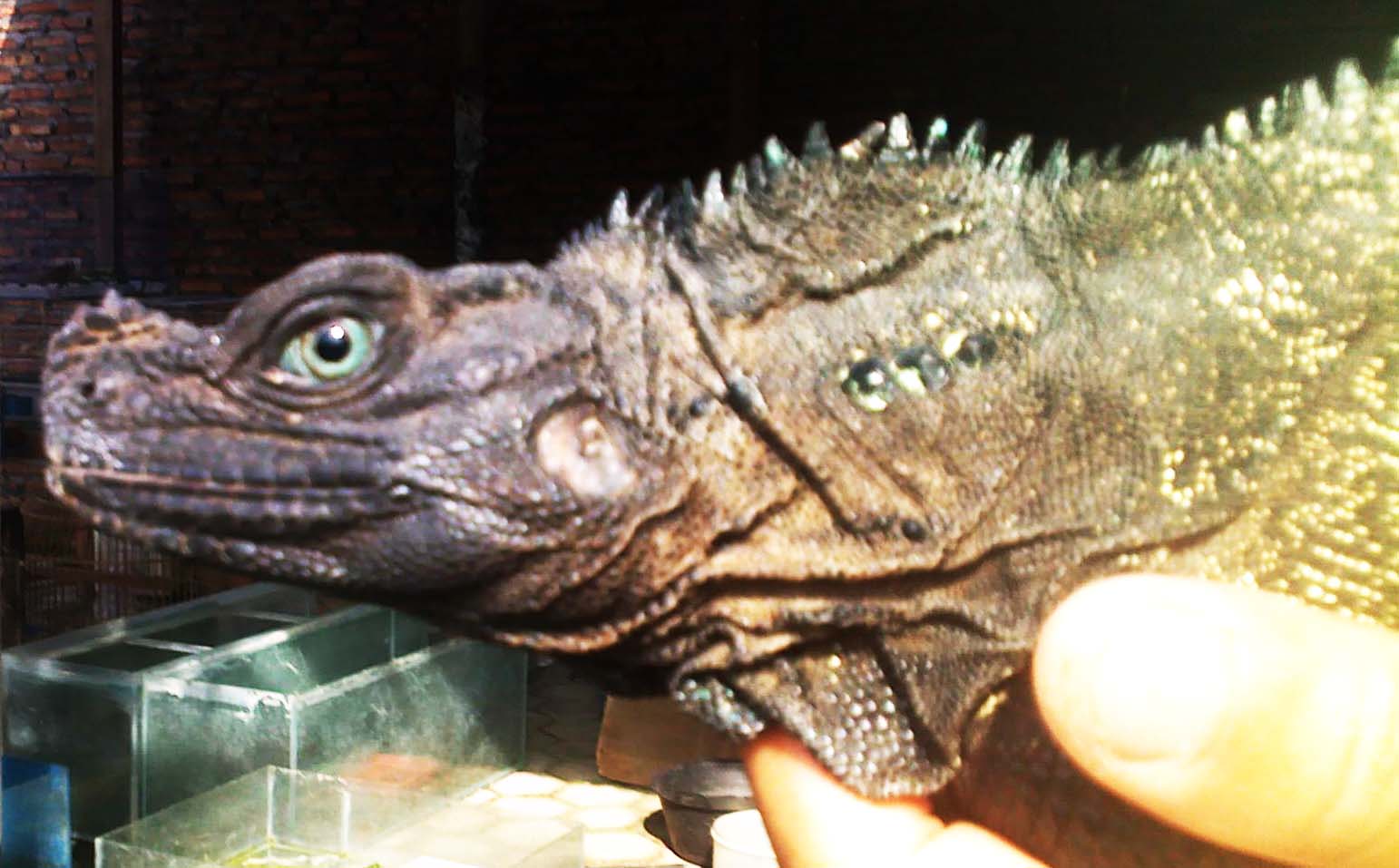 POPURI REPTILES: POPURI REPTILES : SOA LAYAR JANTAN