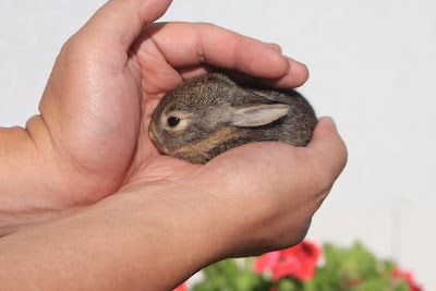 Camissonia's Corner: A Requiem for Baby Bunnies (RIP!!)