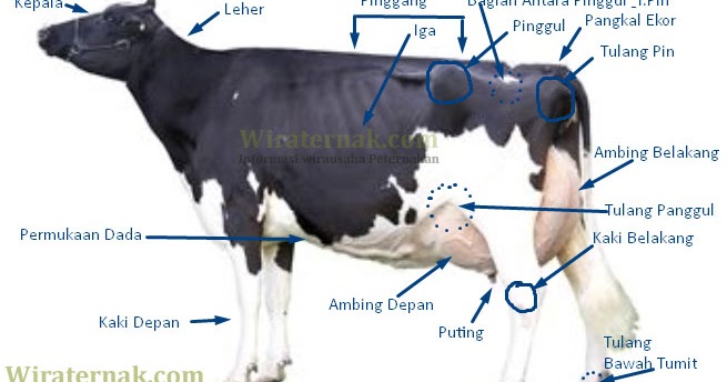 Cara Memilih Indukan Sapi Perah Yang Berkualitas | Kicau Burung Mania