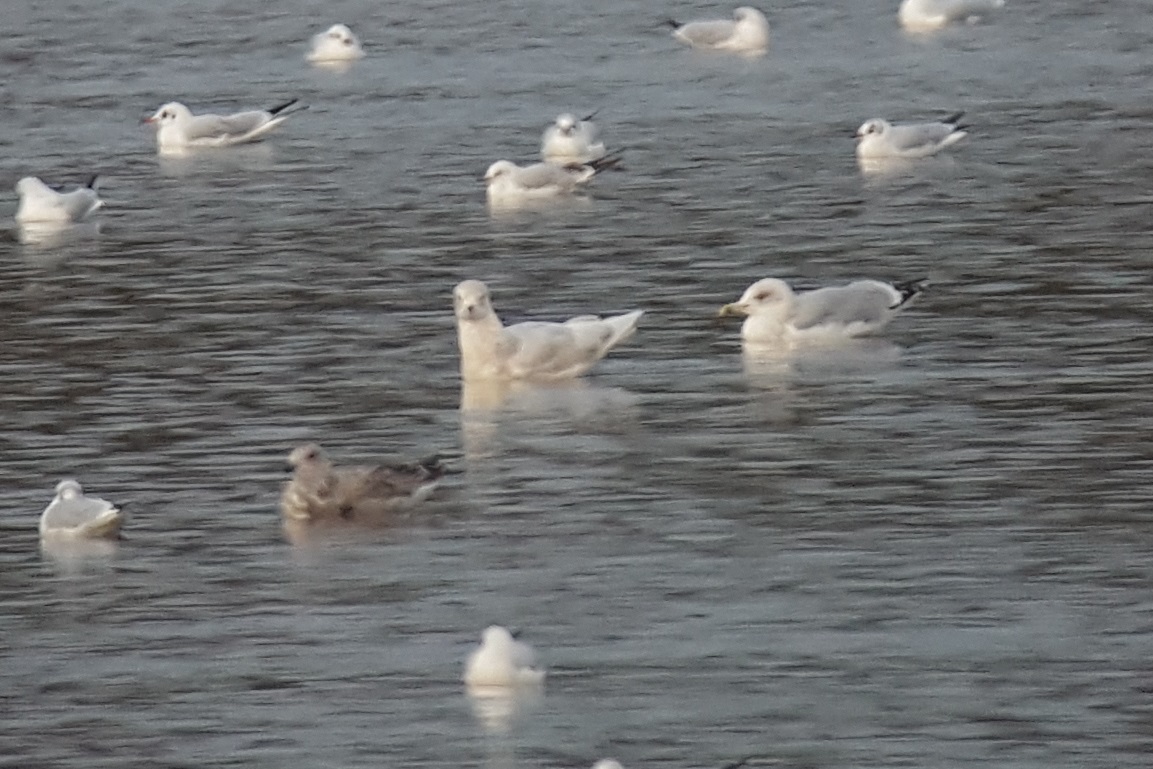 A Field Notebook: The Pennington Flash gull roost - week 1