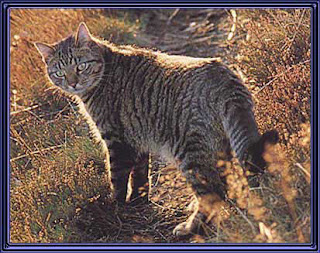 Summer Eden Poetry Center: Cat Morgan